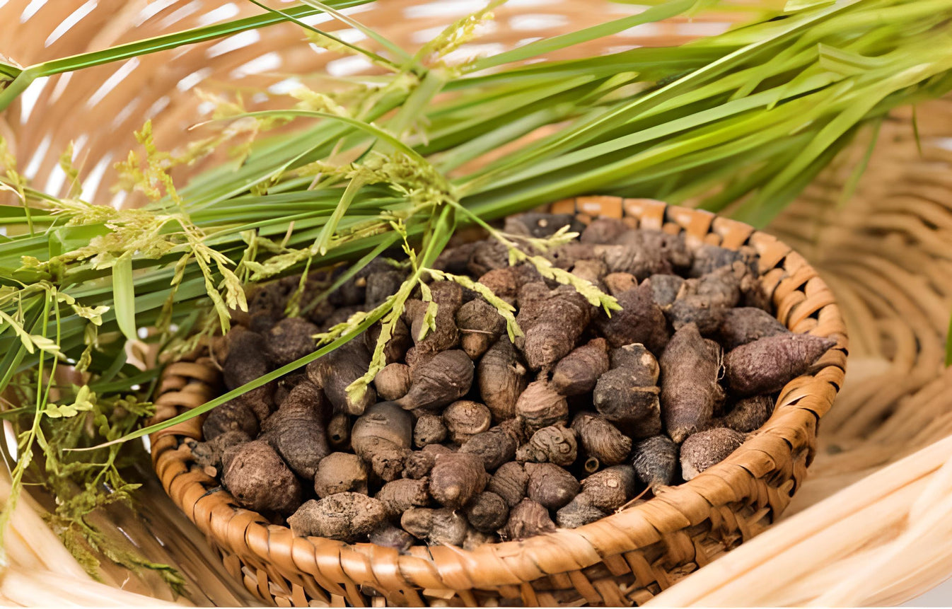 Namhya Mustaka (Nut grass) for Recurring Fever & Infection (100g) – NAMHYA