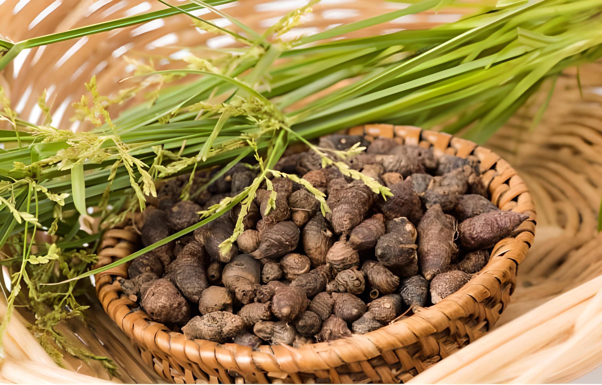 Namhya Mustaka (Nut grass) for Recurring Fever & Infection (100g) – NAMHYA